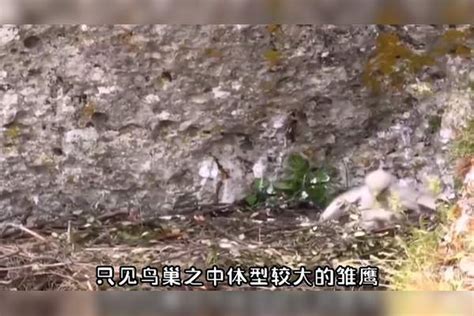 发生在鹰巢中的残忍一幕雏鹰残杀同巢兄弟母亲却在一旁熟视无睹 雏鹰 兄弟 母亲