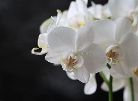 Phalaenopsis Moth Orchid Blooms Stock Image Image Of Flower Plant