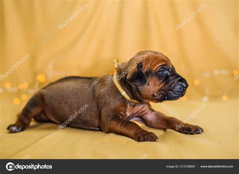 Cute Rhodesian Ridgeback Puppies