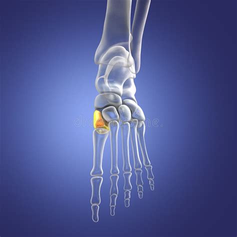Medial Cuneiform Bone Of The Foot 3d Illustration Stock Illustration