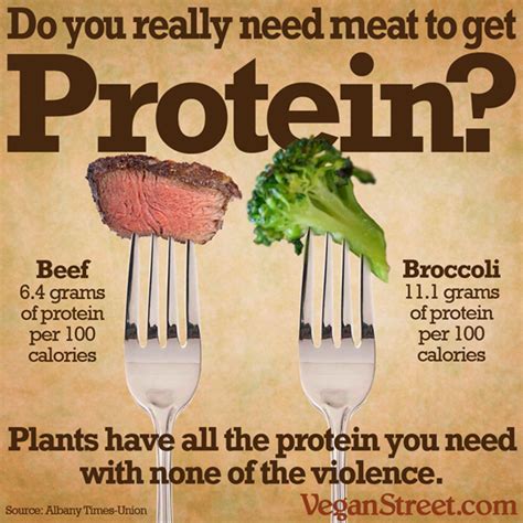 Vegans Cannot Get Enough Protein Resources ~ Your Vegan Fallacy Is