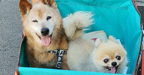 飼い主のバトンタッチ 触られることも拒んだ老犬、心通わせ22歳まで笑顔で生きた 「犬や猫ともっと幸せに」をコンセプトにしたwebメディア
