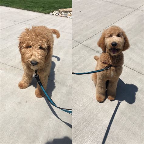 Golden Doodle Puppy Before And After Grooming This Is Rhett R