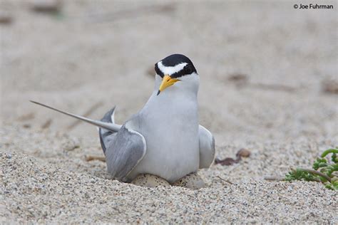 Least Tern Joe Fuhrman Photography