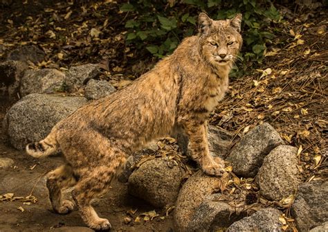 Unimpressed Bobcat Holes Up In Home Ignores Laser Pointer Unimpressed Bobcat Holes Up In Home Ignores Laser Pointer