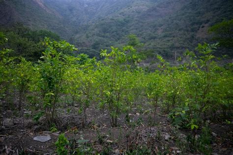 Premium Photo Organic Plantation Of Coca Plants In The Peruvian Jungle