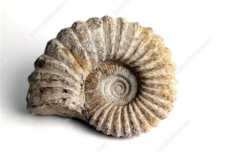 Nautilus Fossil Stock Image C0129000 Science Photo Library