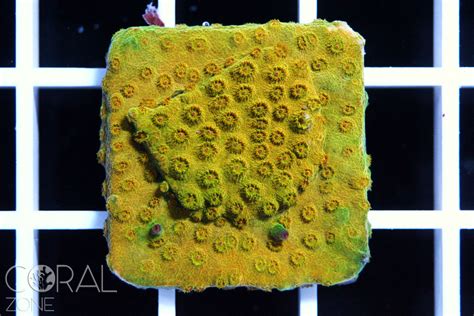 Cyphastrea Sp “cb Banana” Coral Zone
