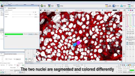Fluorender Supports Cell Tracking In Imagej Hyperstack File Formats