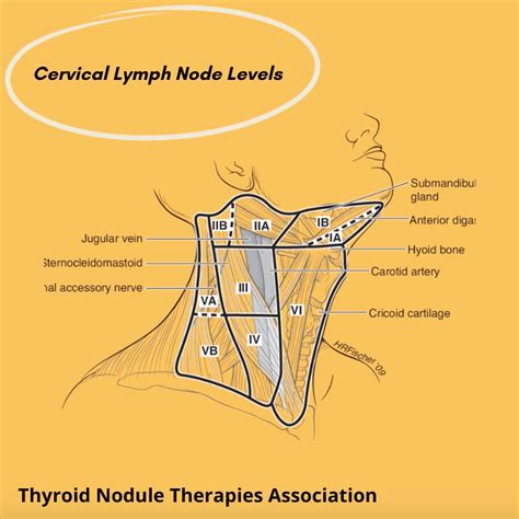 Cervical Lymph Nodes Levels