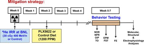 Schematic Of The Experimental Design 6 Months Old Adult Male Mice