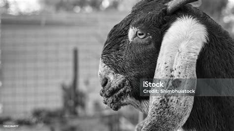 Infected A Brown Goat With Mouth And Foot Diease Contagious Pustular
