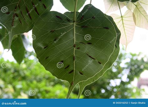 Ficus Religiosa Or Sacred Fig Or Bodhi Tree Or Pippala Tree Or Peepul Tree Or Peepal Tree Or