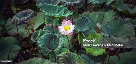 피는 아름다운 분홍색 연꽃 연못에 분홍색 수련 또는 연꽃 0명에 대한 스톡 사진 및 기타 이미지 0명 개화기 계절 Istock