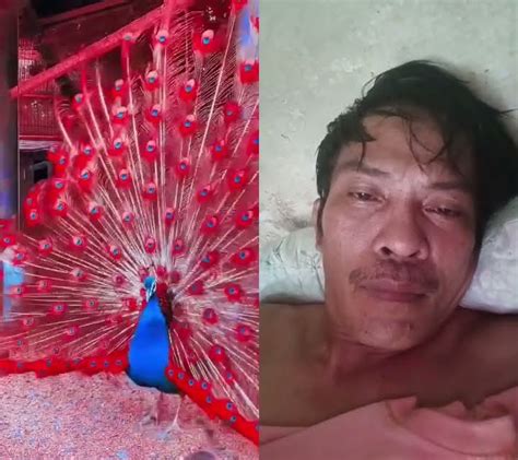 Peacock Youtube