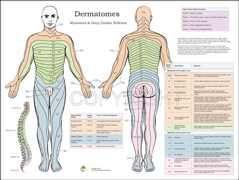 Upper Extremity Myotomes