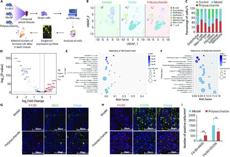Transcriptional Landscape Of Macrophages In Tumor Tissue Of Colorectal