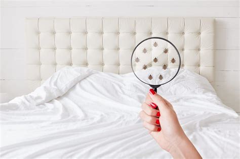 5 Early Warning Signs Of Bed Bugs You Cant Afford To Ignore Cayce