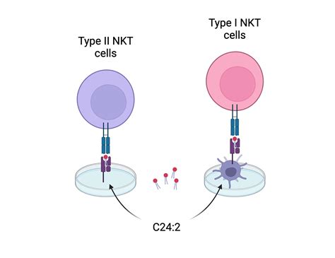 Cellular Processing Reverses Molecules Effect On Anticancer Immunity