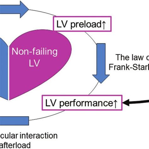 Chest X Ray 4 Chamber And Short Axis Echocardiography And