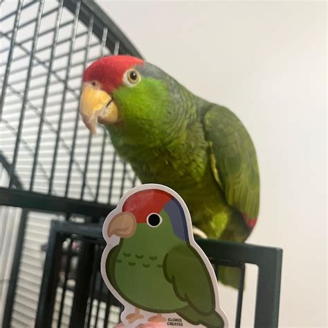 Longhaired Tabby Cat Ragamuffin Acrylic Breed Keychain Cartoon Chibi