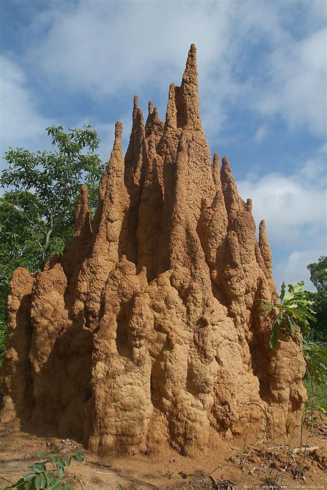 Termite Mound In House