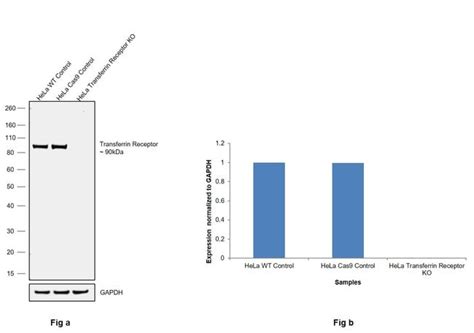 Invitrogen Transferrin Receptor Monoclonal Antibody H684 100 μg