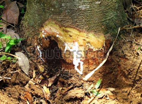 රබර් එකමුතුව සුදු මුල් රෝගය රබර් වගාවේදී දැකිය හැකි