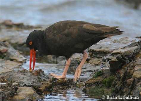 Dieta E Alimentação Black Oystercatcher Haematopus Bachmani Birds