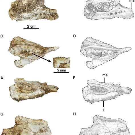 Pdf A New Taxon Of Basal Ceratopsian From China And The Early