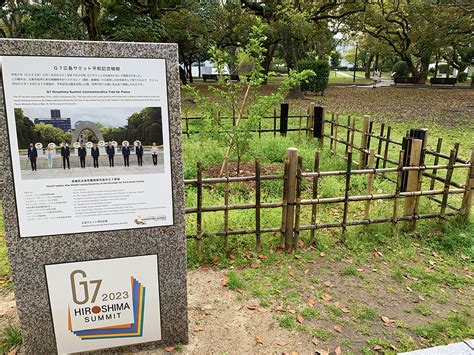 G7広島サミットで植樹のソメイヨシノ 春の訪れと共に3輪が開花｜広島観光情報総合サイト 旅やか広島
