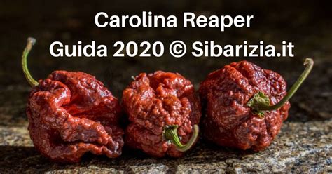 Carolina Reaper: Tutto quello che c’è da sapere nel 2022
