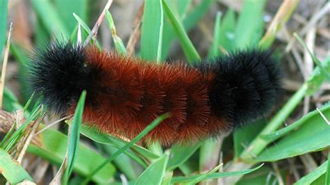 Isabella Tiger Moth Caterpillar Pyrrharctia Isabella Bugguidenet