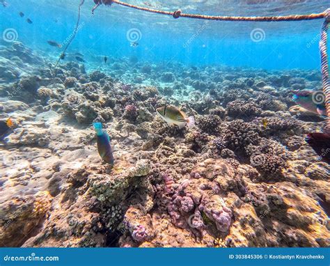 Rhinecanthus Assasi Fish Or Picasso Trigger Fish On His Coral Reef In