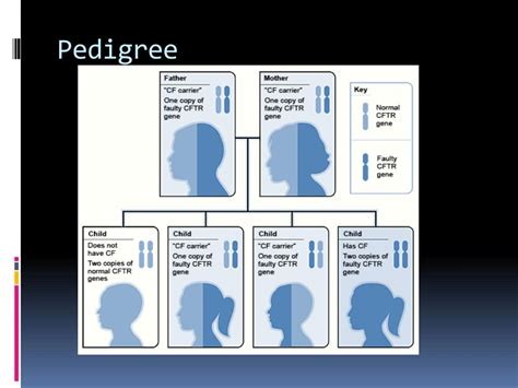 Ppt Cystic Fibrosis Powerpoint Presentation Free Download Id3727624