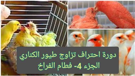 دورة احتراف تزاوج طيور الكناري الجزء 4 فطام الفراخ Youtube