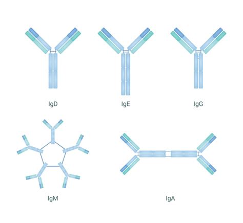 5 Types Of Antibodies Classified Into Igg Igm Iga Igd And Ige Premium