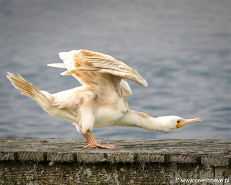 Leucistische Aalscholver Wildlife Natuurfotografie En Reisfotografie