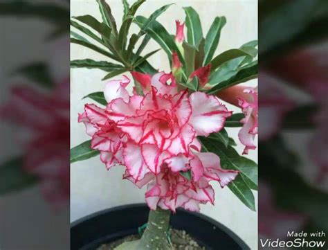 ალექსანდრეს ბოტანიკური ოთახი • Alexanders Botanical Room Home Facebook