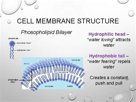 Cell Membrane Cell Transport Cell Membrane Cell Membrane