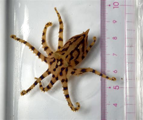 제주서 파란고리문어 발견 청산가리보다 10배 강한 독성 아시아경제