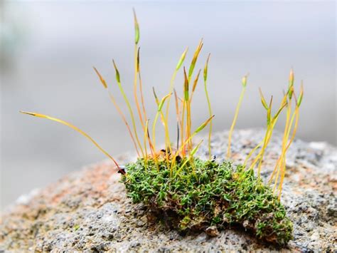 What Is The Difference Between Algae And Moss Pediaa Com