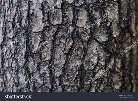Tree Texture Seamless Stock Photo 612231692 Shutterstock