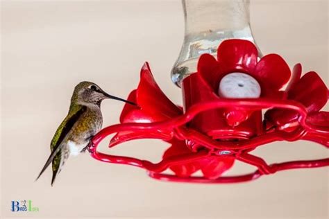 Do Finches Drink From Hummingbird Feeders Birds Idea