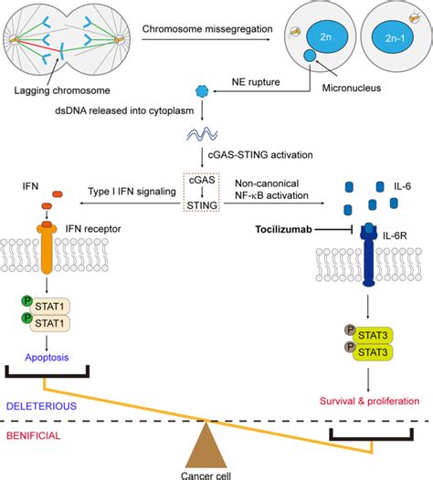 Cgas Sting 通路：染色体不稳定癌症的治疗靶点signal Transduction And Targeted Therapy