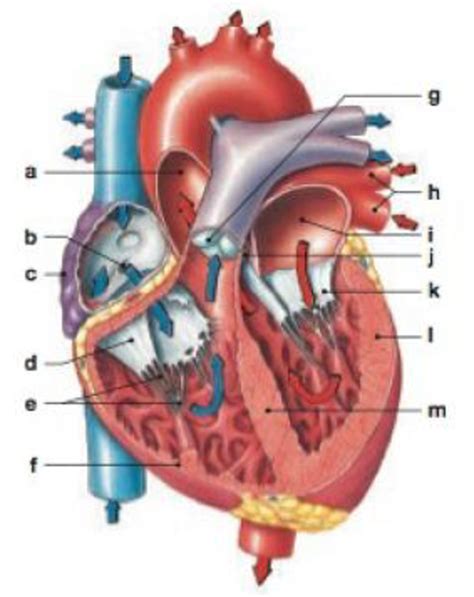 Identify The Structures In The Following Diagram Of A Sectional View Of