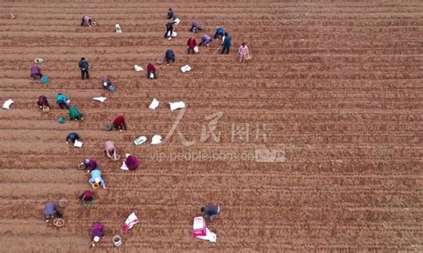 安徽亳州药材之乡农民种药 人民图片网