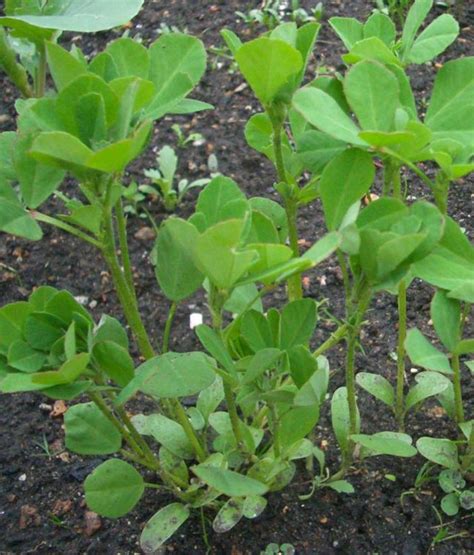 Fenugreek Trigonella Foenum Graecum Young Plants Feedipedia