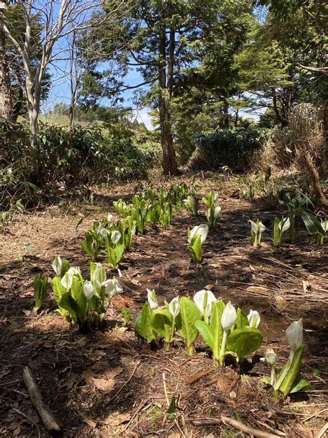 白草山・箱岩山 まさはるさんの白草山・寺田小屋山の活動データ Yamap ヤマップ