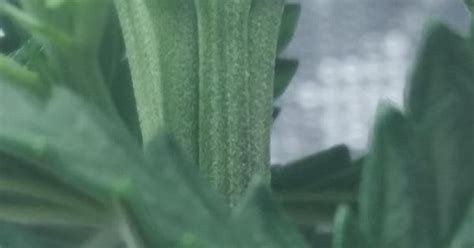 Thoughts On Sex R Microgrowery
